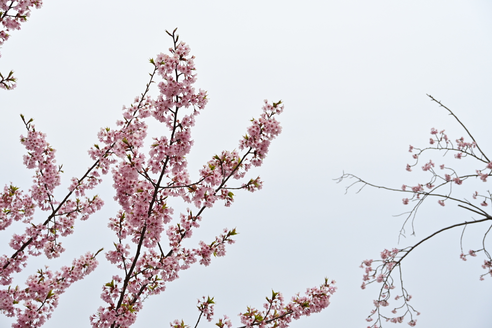 【カメラ成長記】Nikon(ニコン) ズームレンズ NIKKOR Z DX 18-140mm f3.5-6.3 VR レビュー！